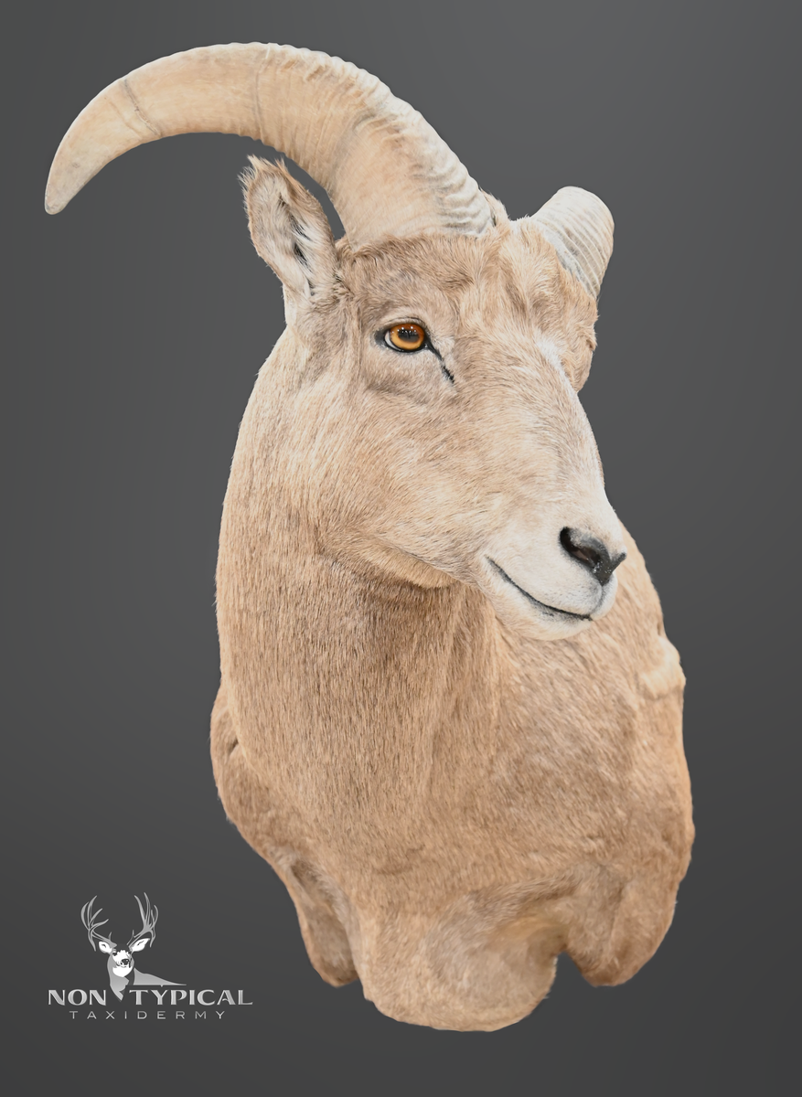 Page 2/5 - Non Typical Taxidermy Shoulder Mounts Photo Gallery